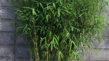 Newcastle Nursery – Zen Bamboo