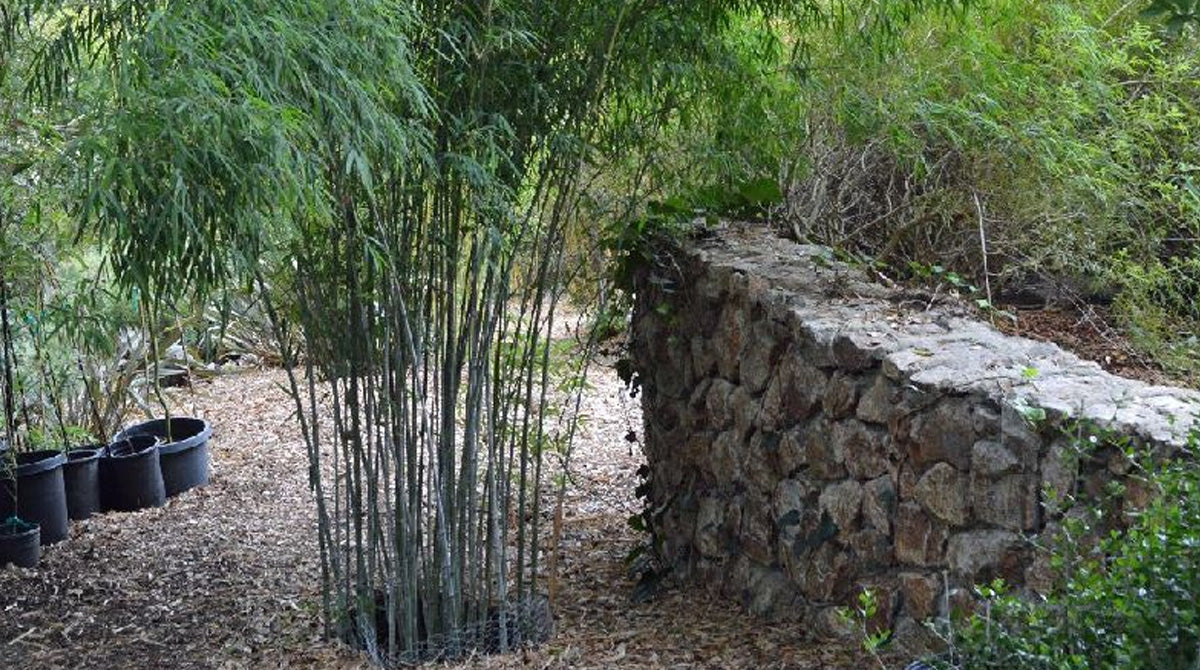 Bamboo Varieties – Zen Bamboo