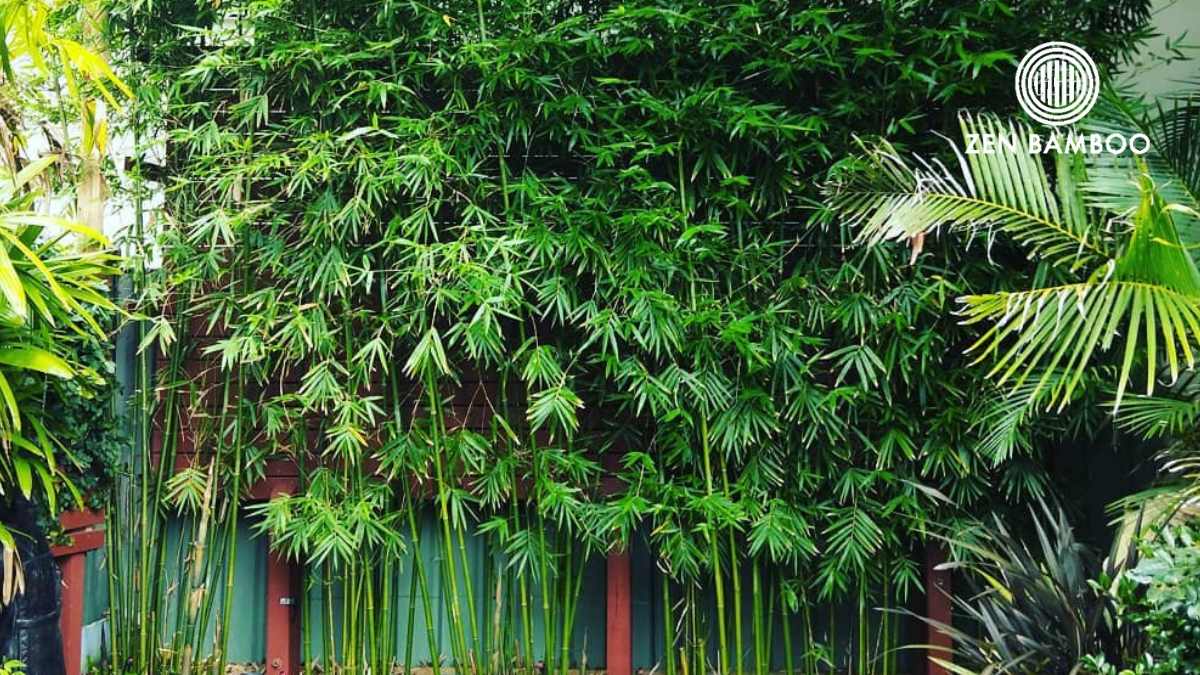 Bamboo Varieties – Zen Bamboo