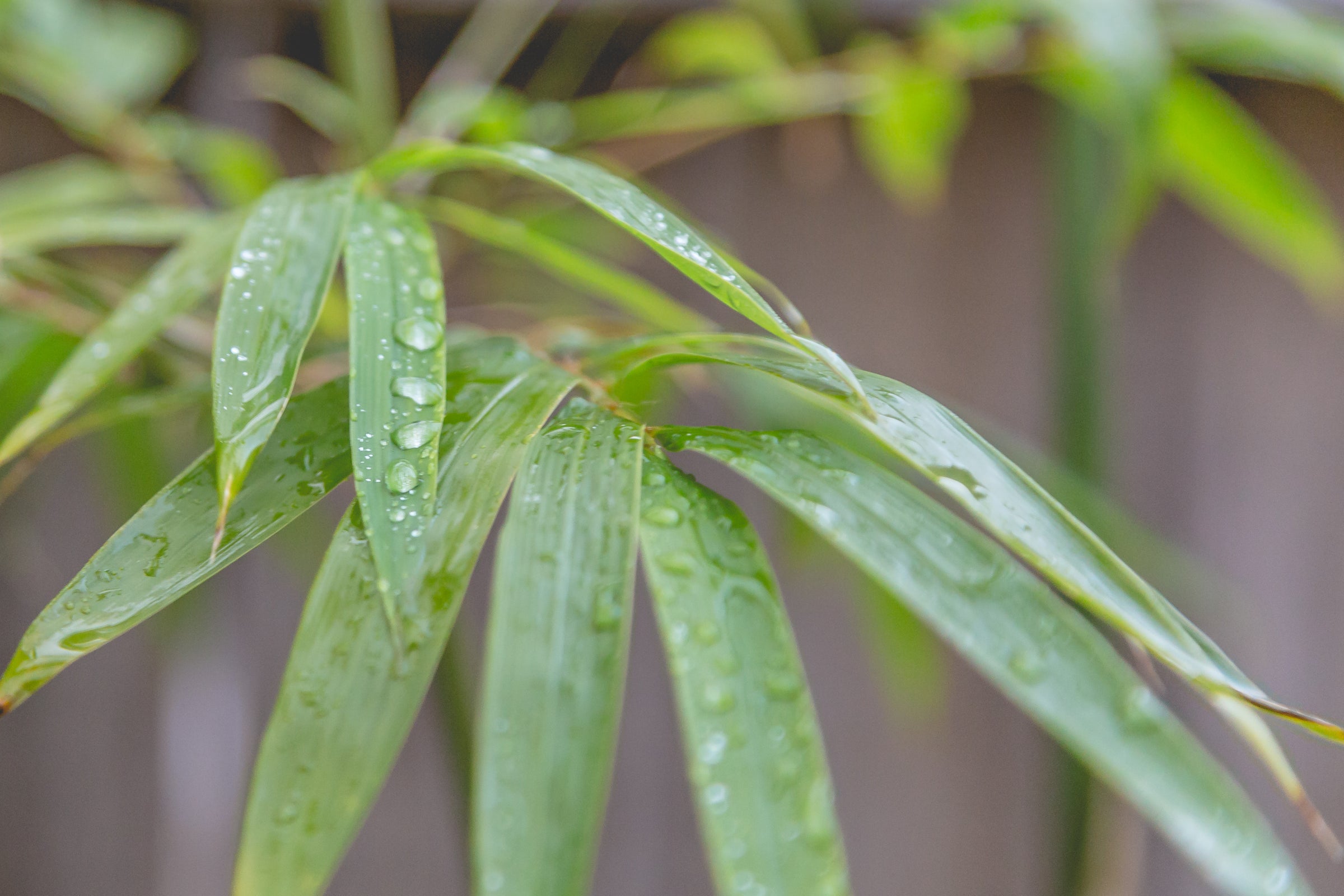 Bamboo Planting and Care Guide – Zen Bamboo